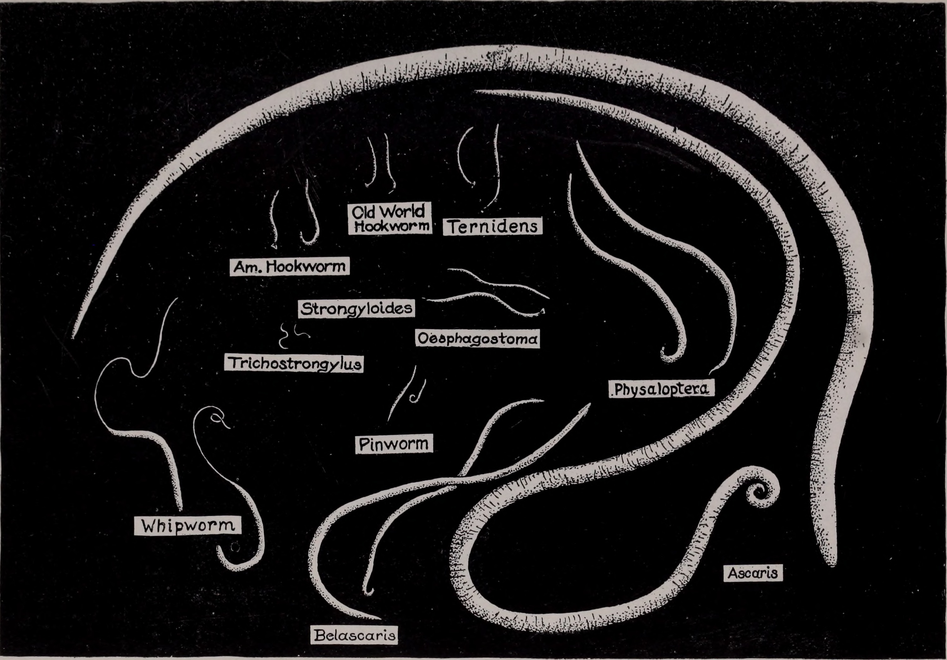 Media Technology and Parasite Control: Japan-China Cooperation Under ...